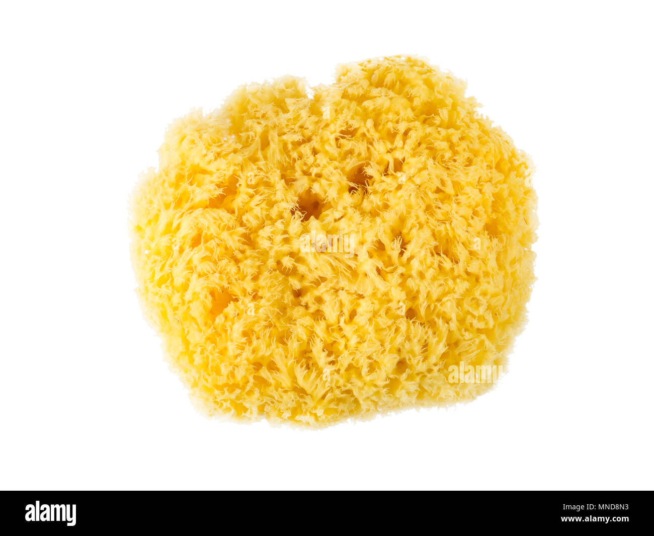 Round sponge hi-res stock photography and images - Alamy