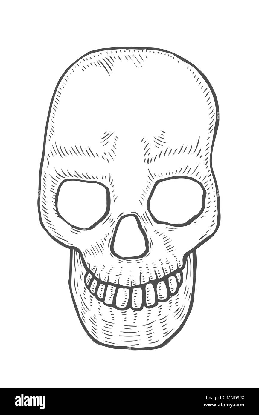 Skeleton of the human head skull, vintage engraved illustration Stock ...