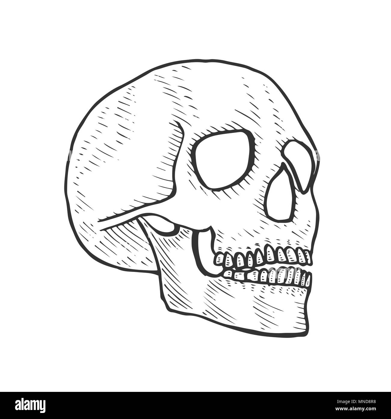 Skeleton of the human head skull, vintage engraved illustration Stock ...