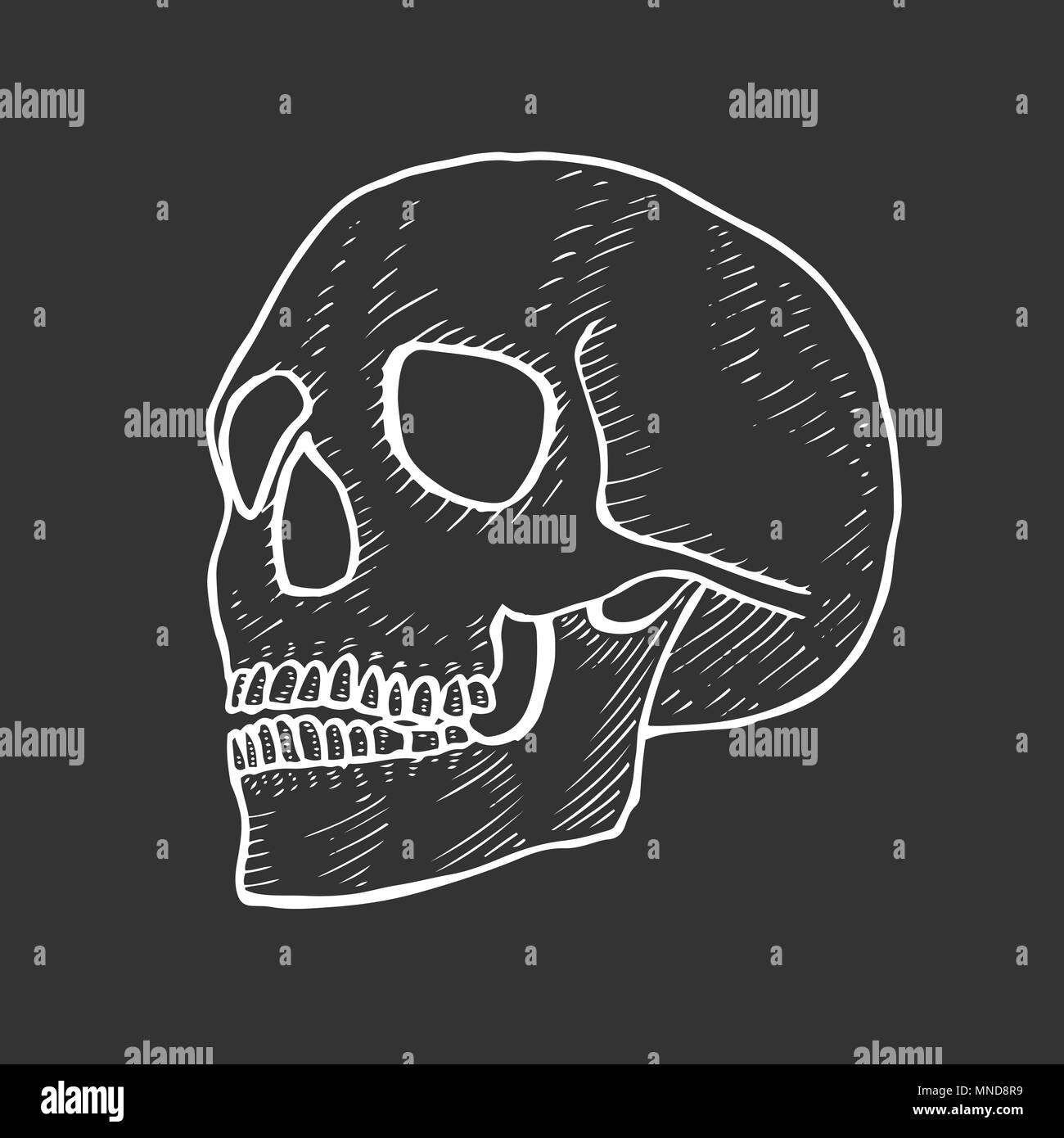 Skeleton of the human head skull, vintage engraved illustration ...
