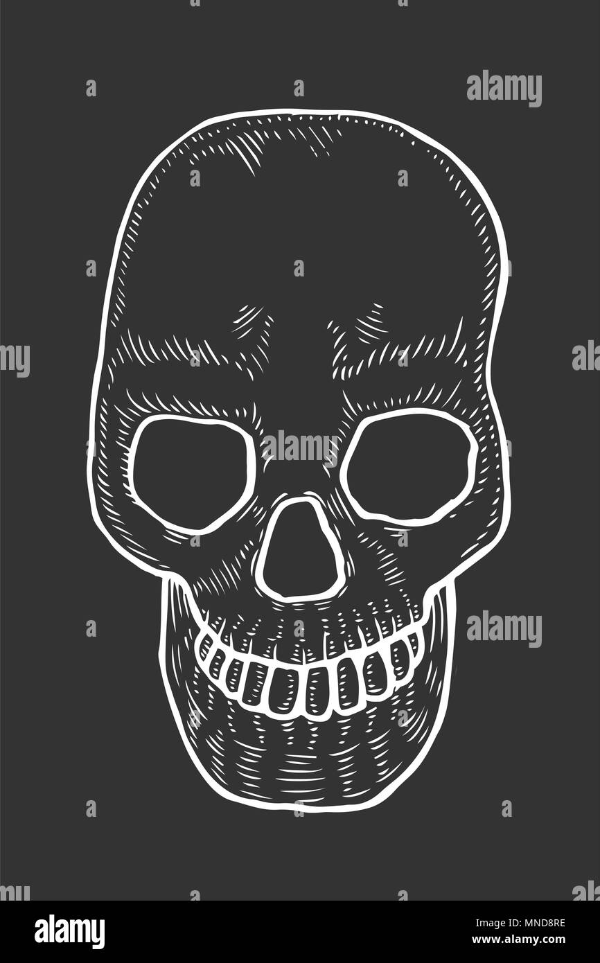 Skeleton of the human head skull, vintage engraved illustration ...