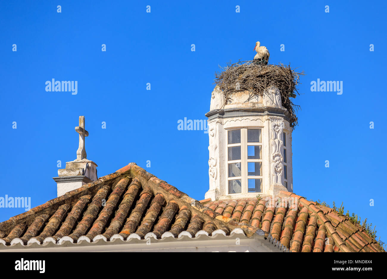 Stork nesting in Faro, Portugal Stock Photo - Alamy