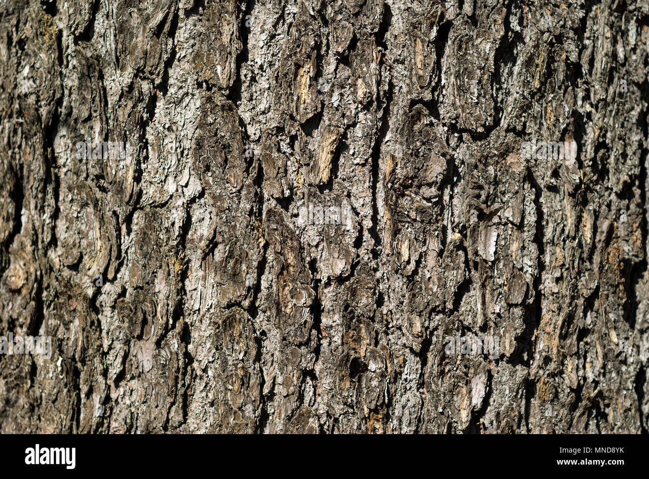 Fir Tree Bark