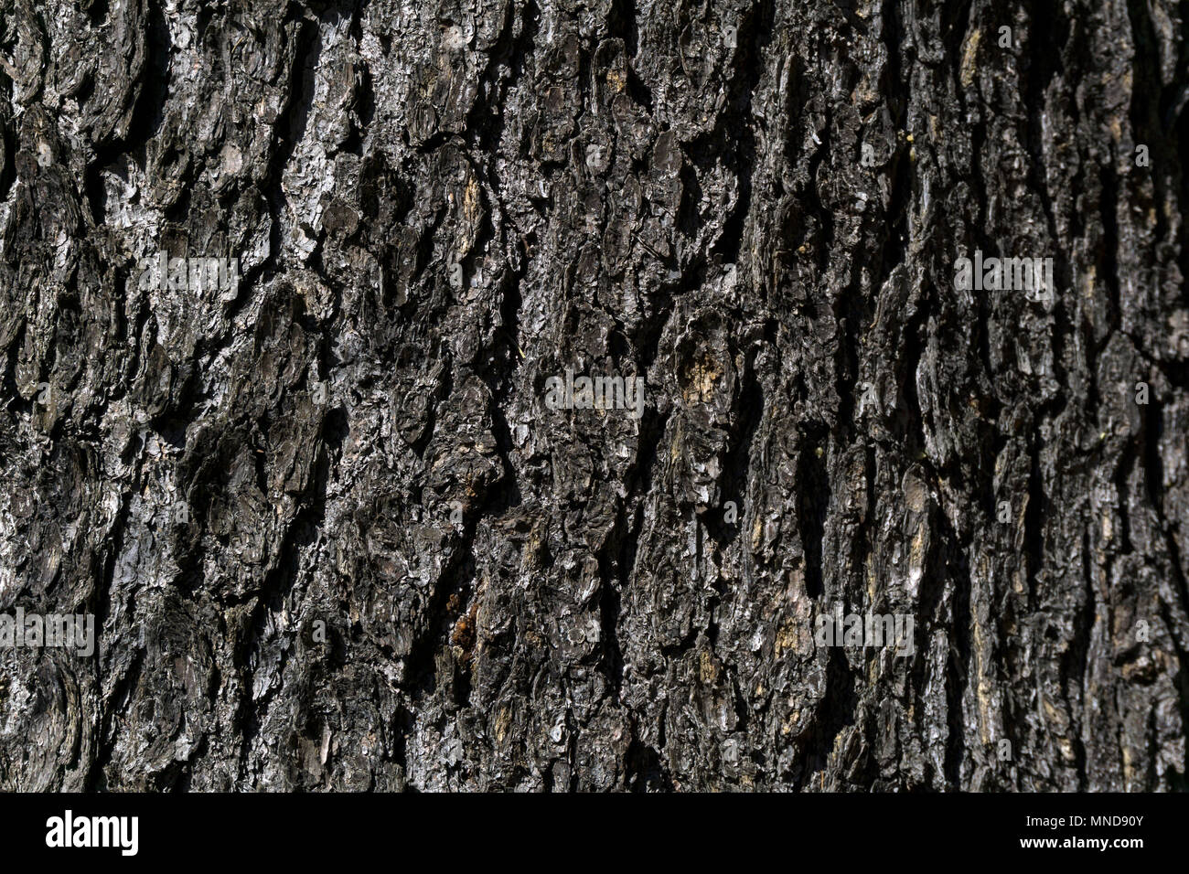 background, texture - gray rough fir tree bark Stock Photo - Alamy