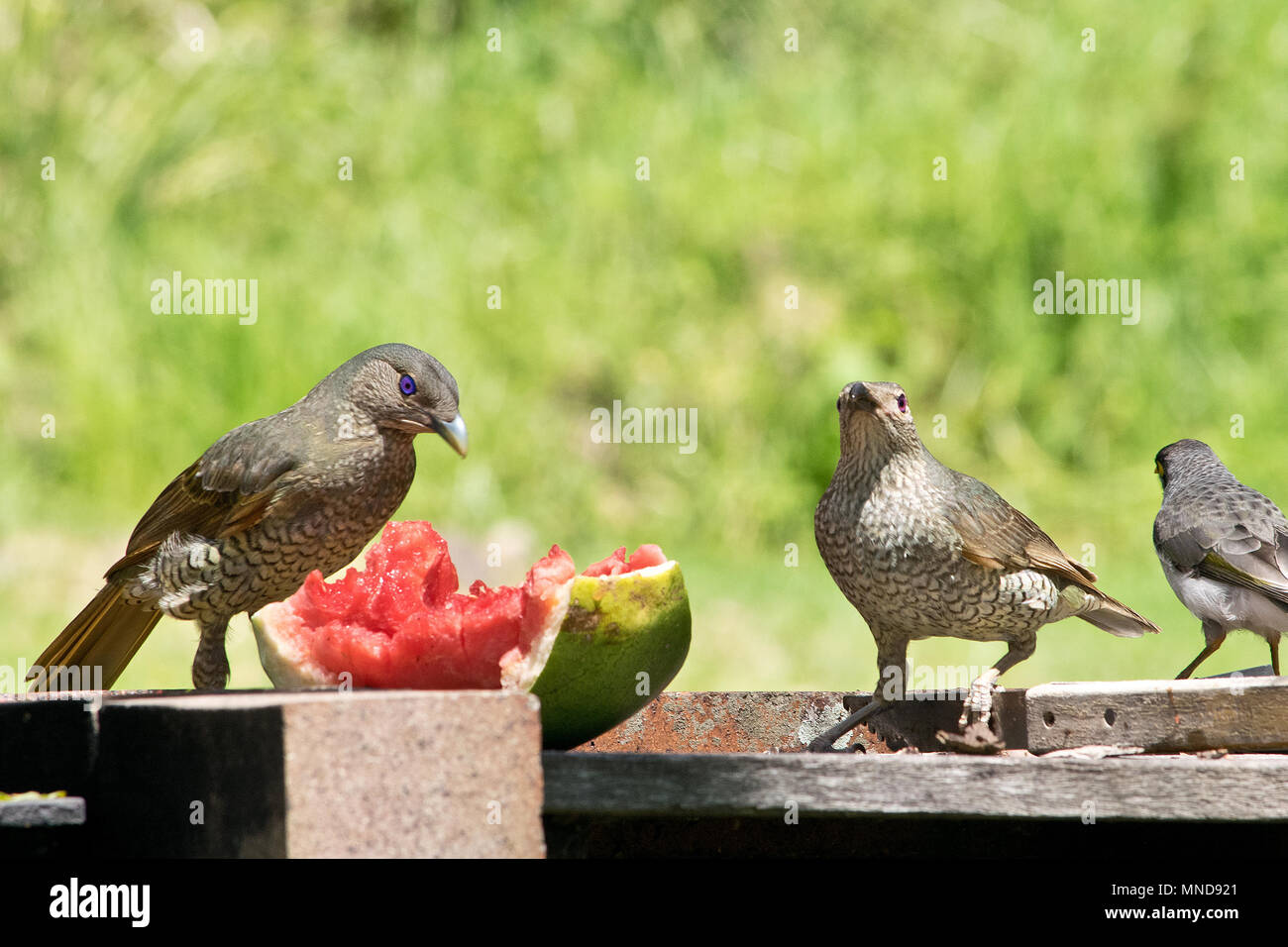 Two female satin bowerbirds by a feeder Stock Photo - Alamy