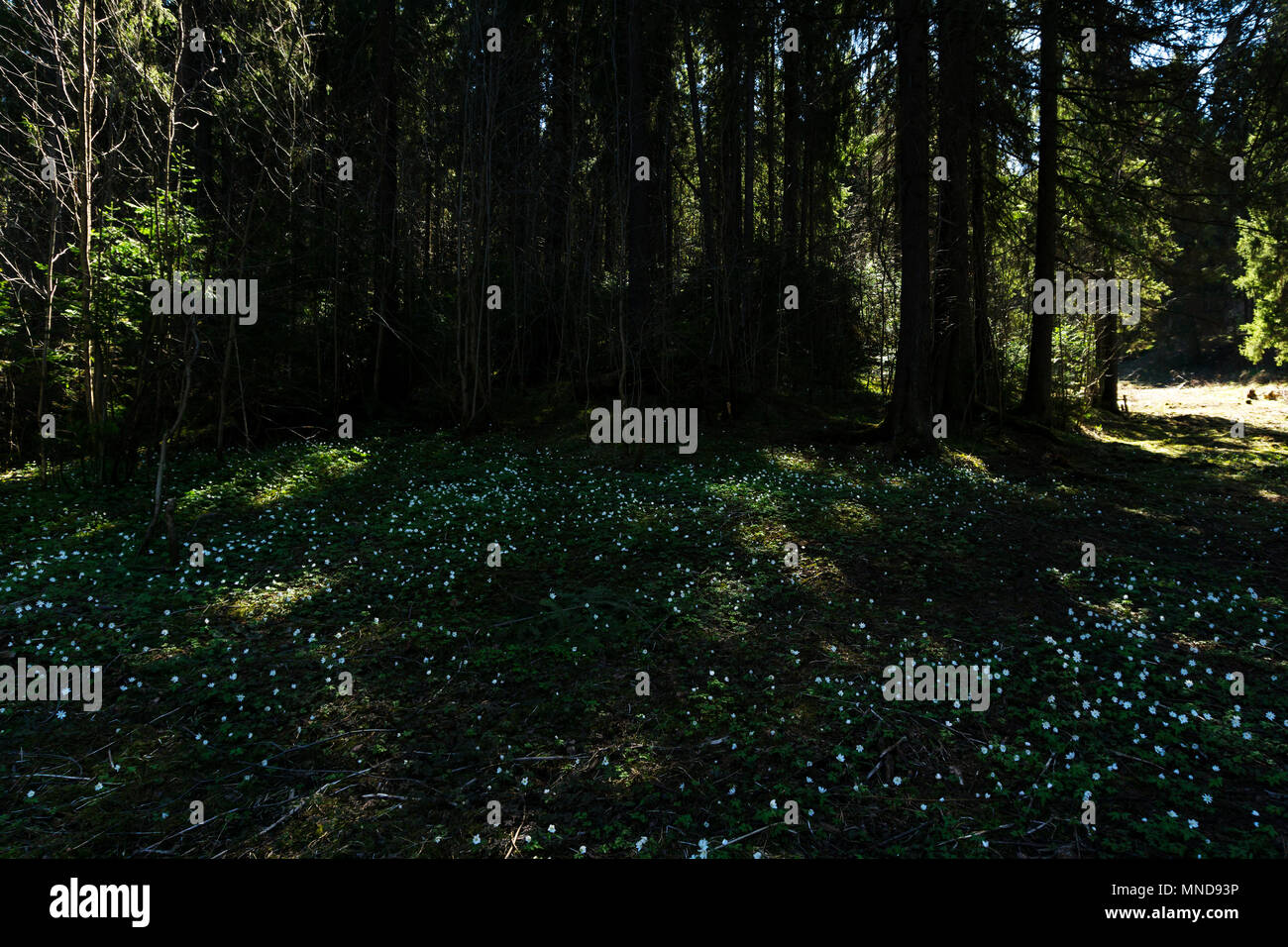 Shady spring hi-res stock photography and images - Alamy