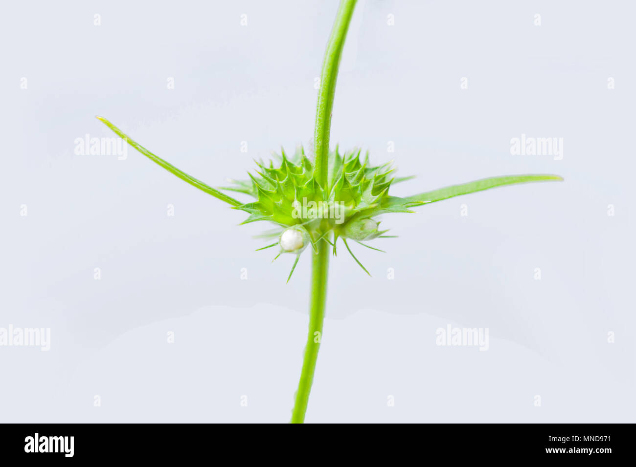 Indian drug addict hi-res stock photography and images - Alamy
