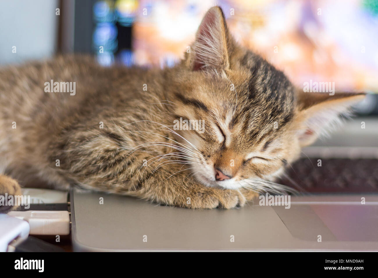 brown kitten lying on laptop keyboard Stock Photo - Alamy