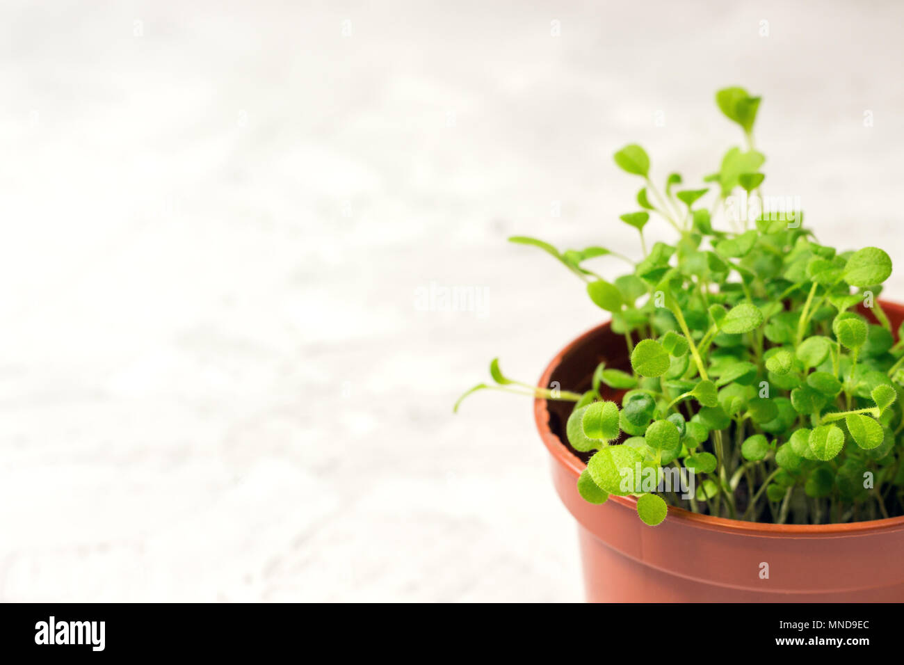 seedlings of forget-me-not flower in a plastic pot and gardening tools ...
