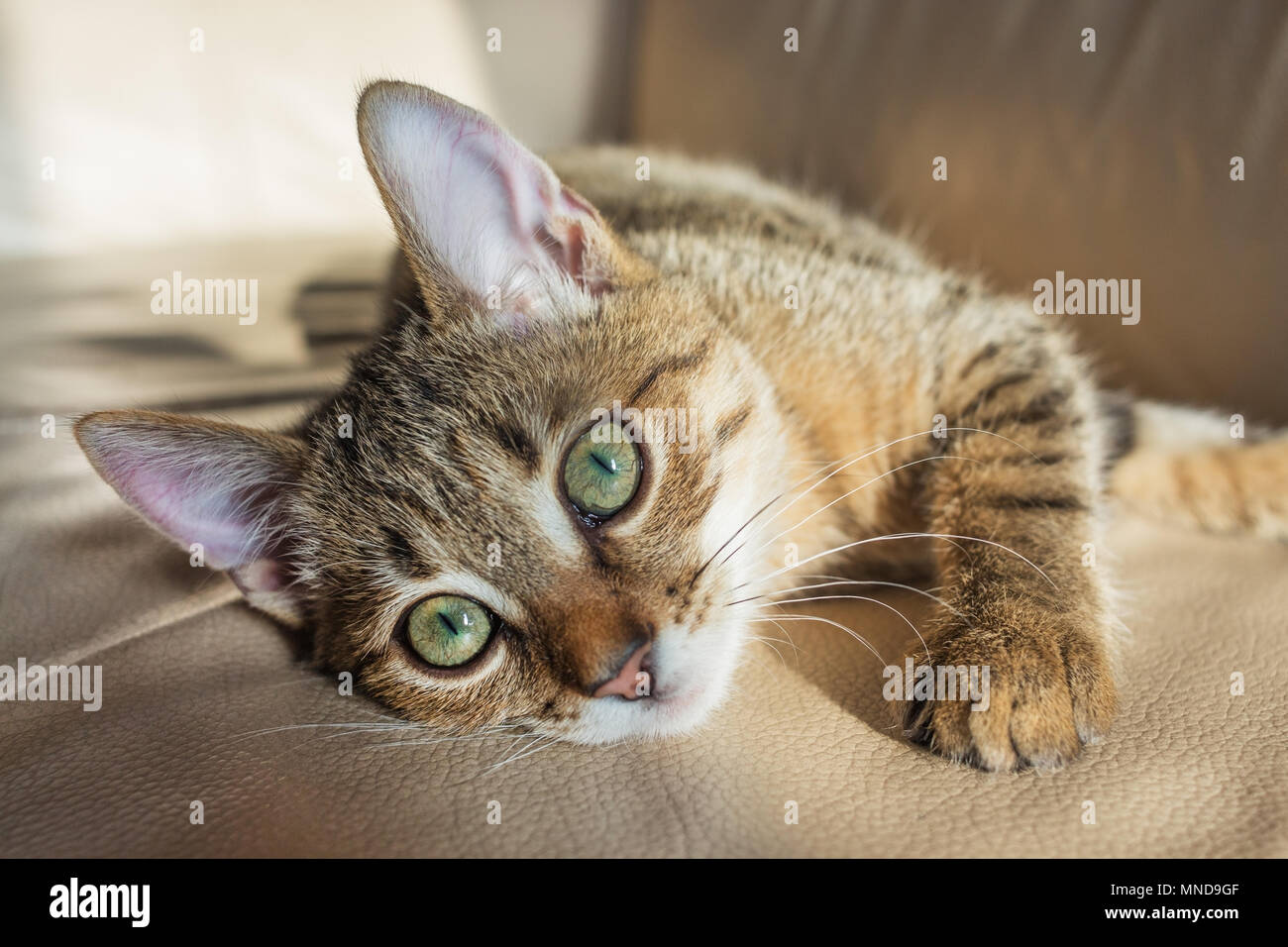 yong cat lying on leather sofa Stock Photo - Alamy