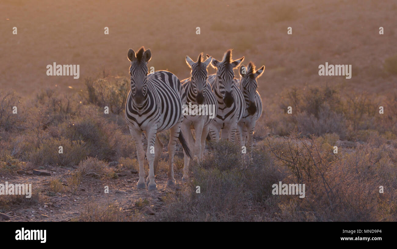 Zebras in the sun hi-res stock photography and images - Alamy