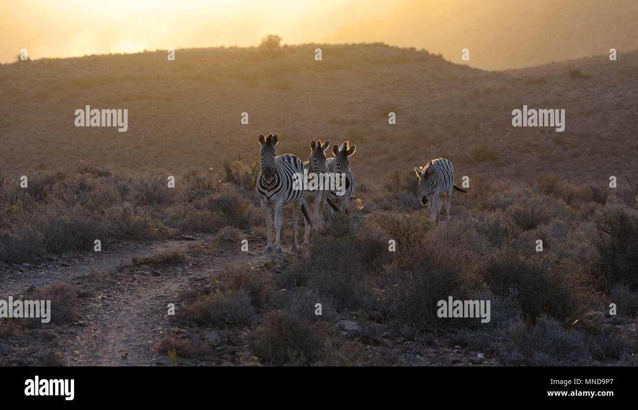 Zebra in sunset hi-res stock photography and images - Alamy