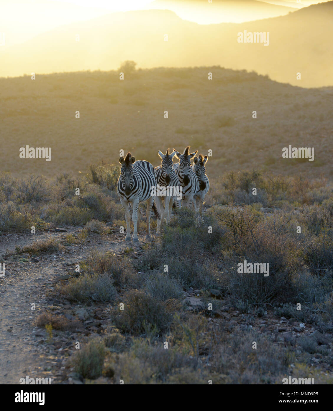 Zebras in the sun hi-res stock photography and images - Alamy