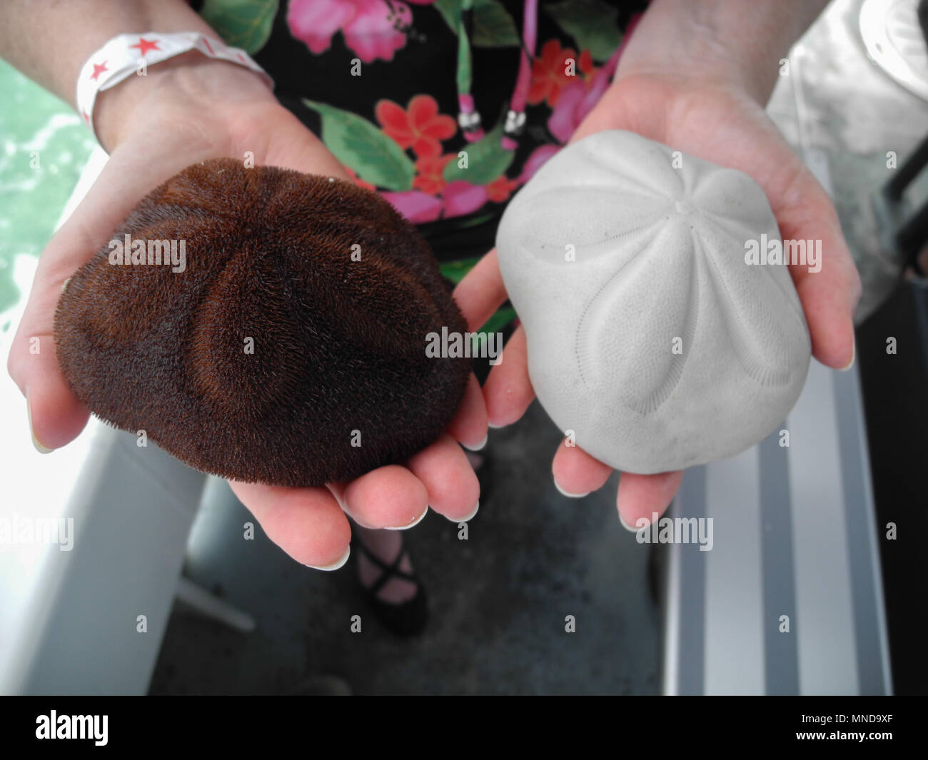 Sea biscuit hi-res stock photography and images - Alamy