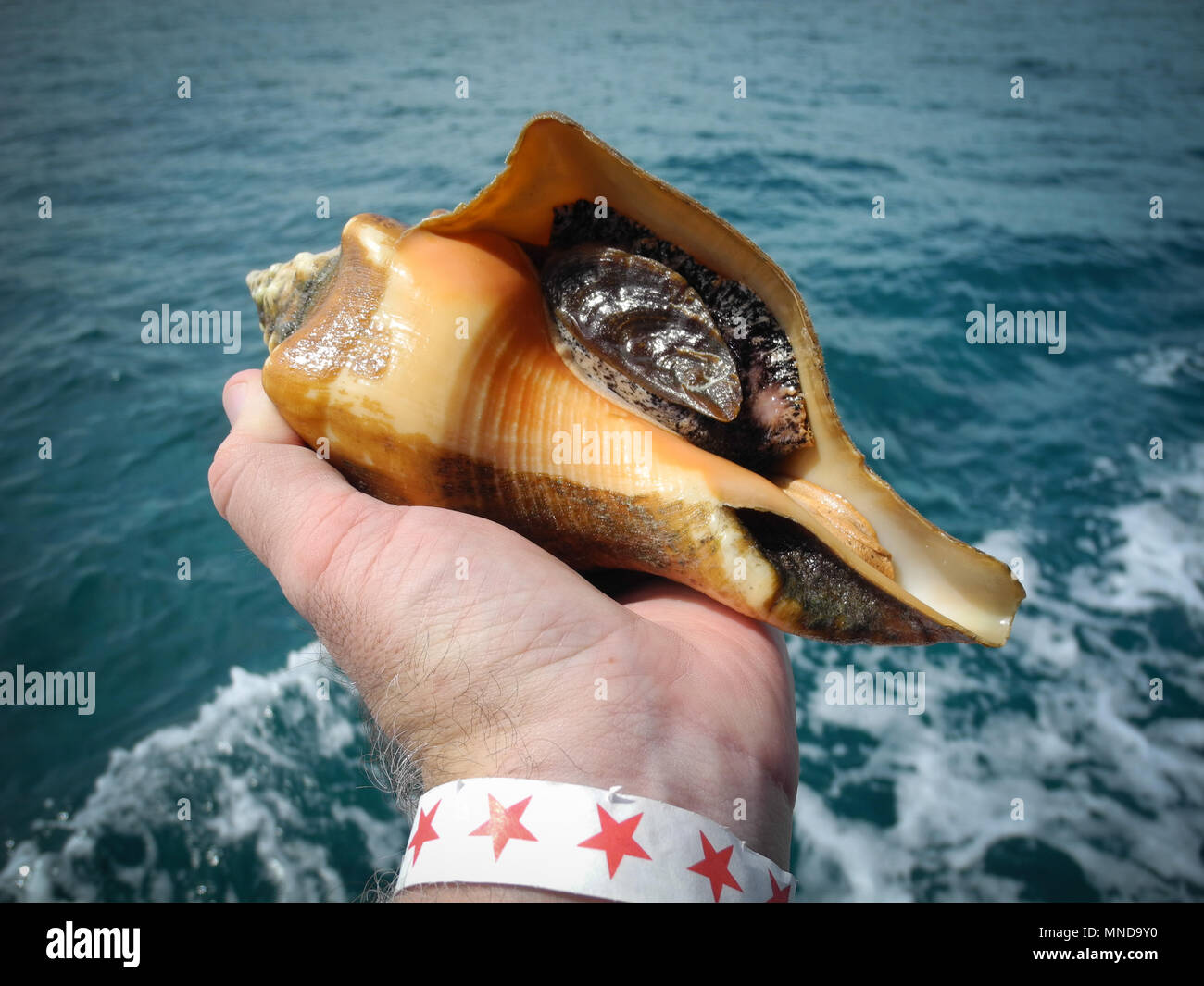 Conch in the Caribbean Stock Photo - Alamy