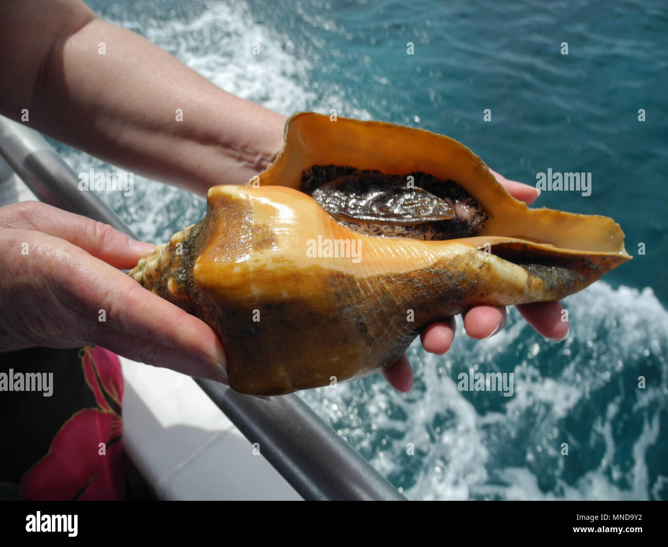 Conch in the Caribbean Stock Photo - Alamy