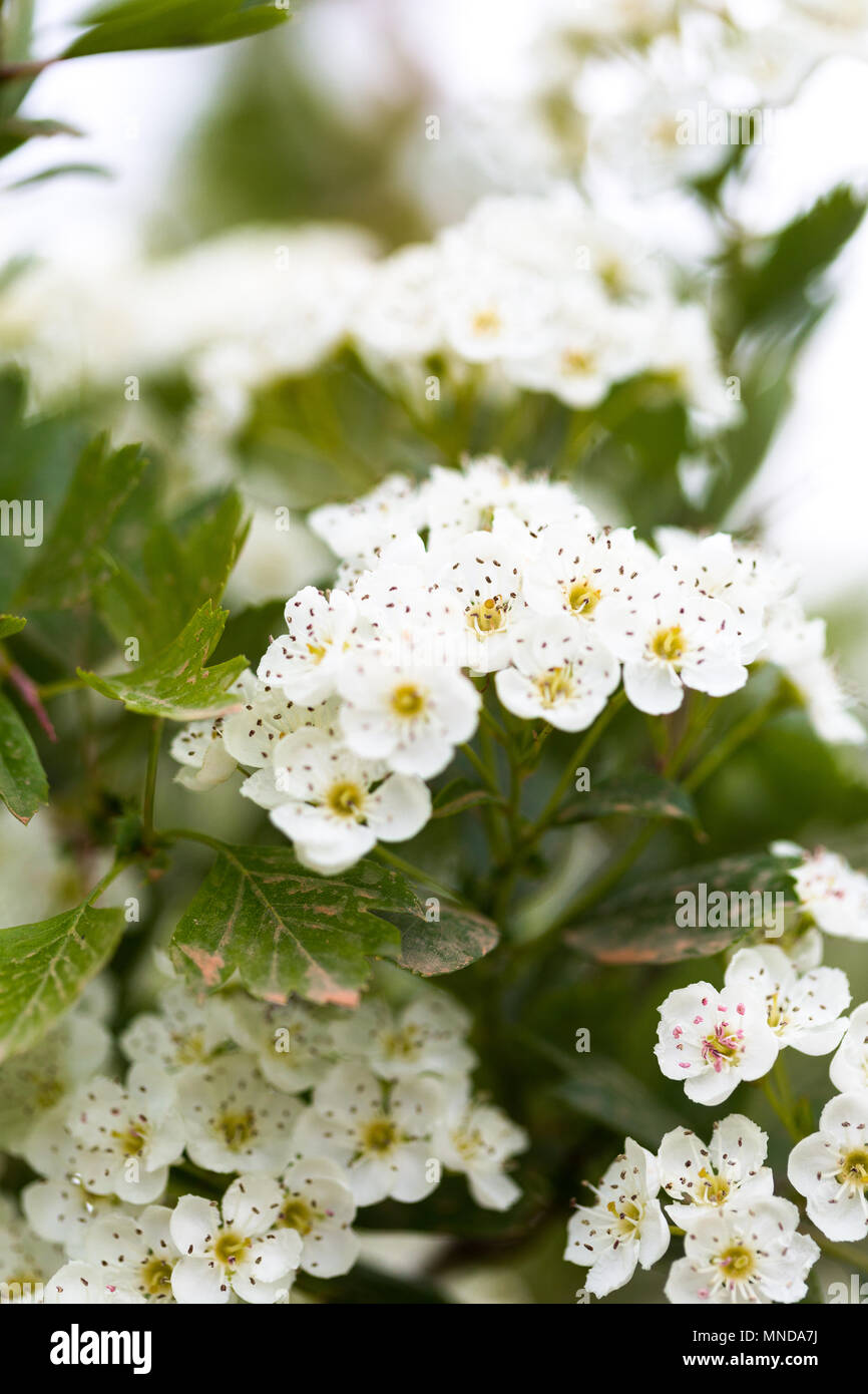 Hawthorns hedge hi-res stock photography and images - Alamy