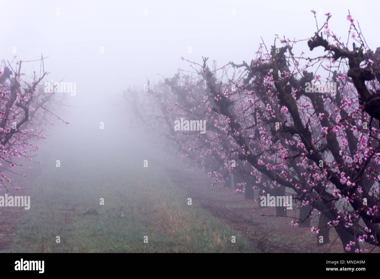 Foggy morning beautiful flower field hi-res stock photography and ...