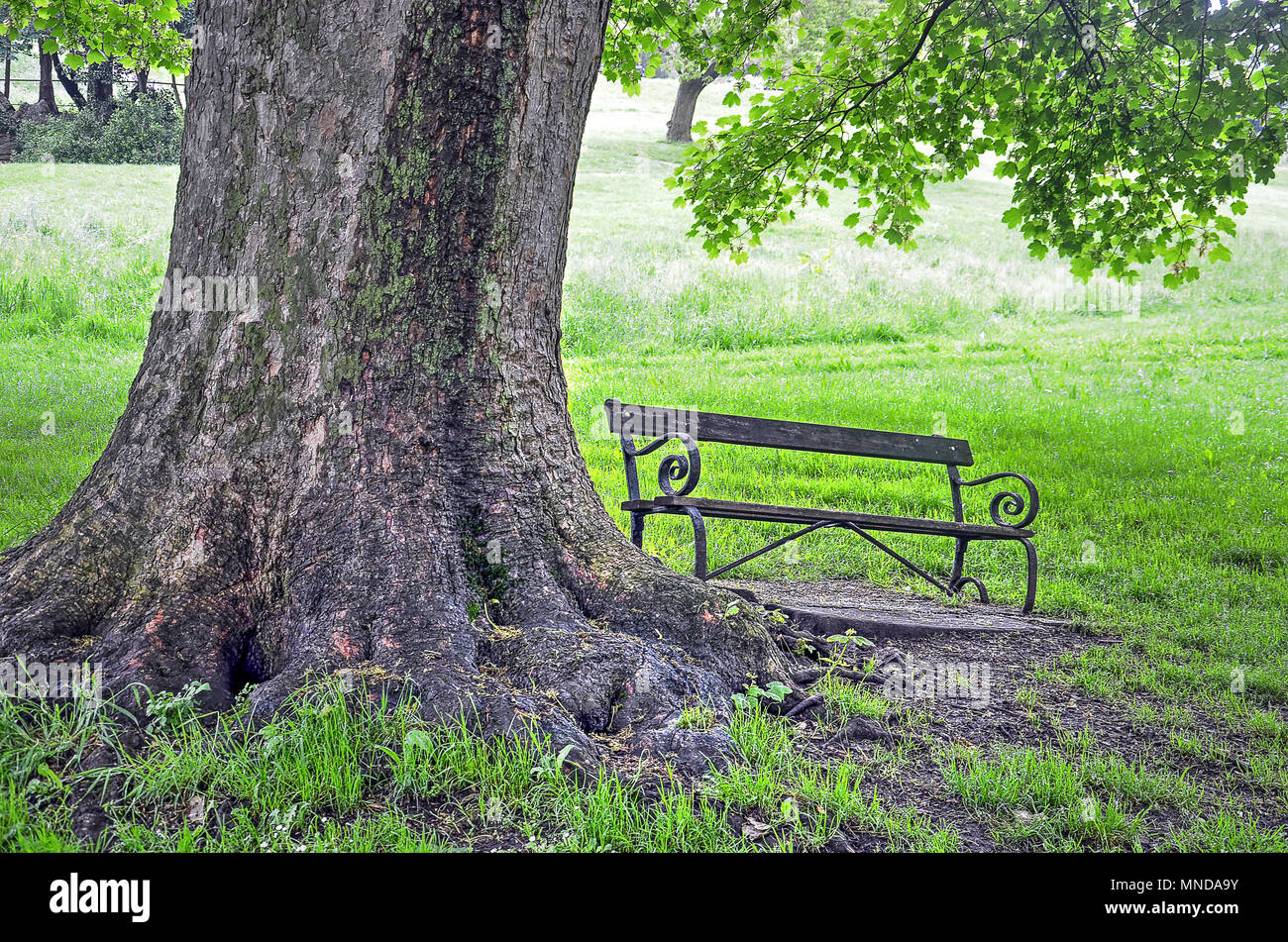 Little wood and steel bench under a large tree in a park in Bristol ...
