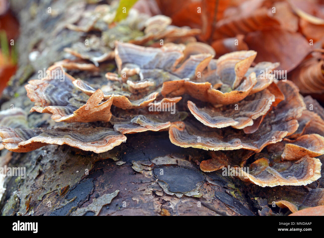 trametes versicolor, also known as coriolus versicolor and polyporus ...