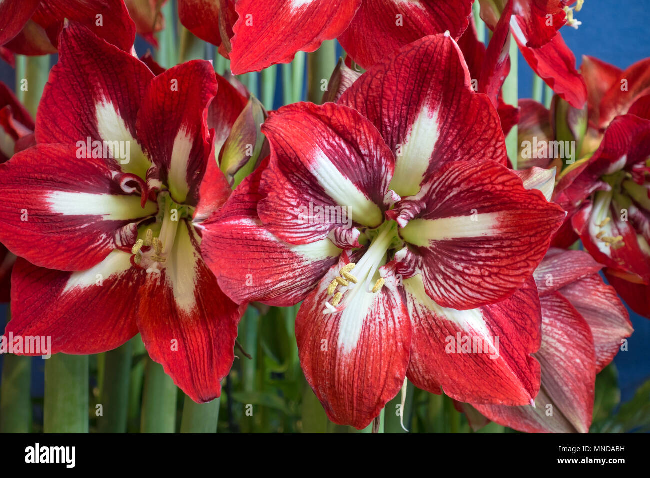 Red and white amaryllis hi-res stock photography and images - Alamy
