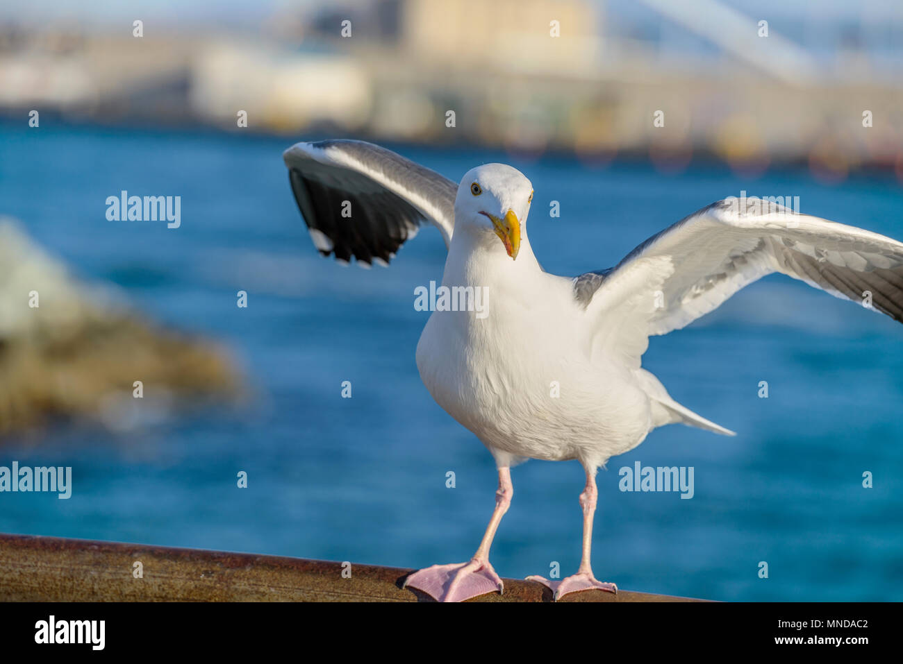 Dancing Seagull - A close-up view of a seagull spreading its wings ...