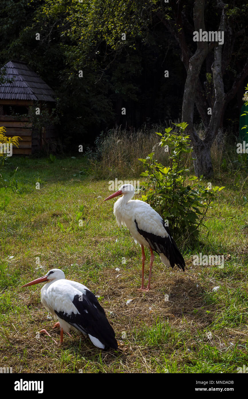 Pair of white storks on green grass, summer day in village Stock Photo ...