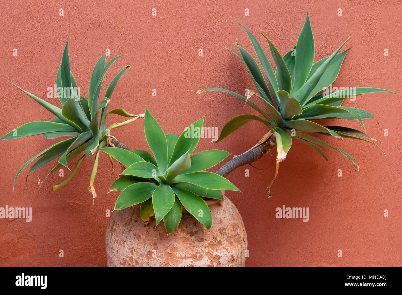 Potted agave hi-res stock photography and images - Alamy
