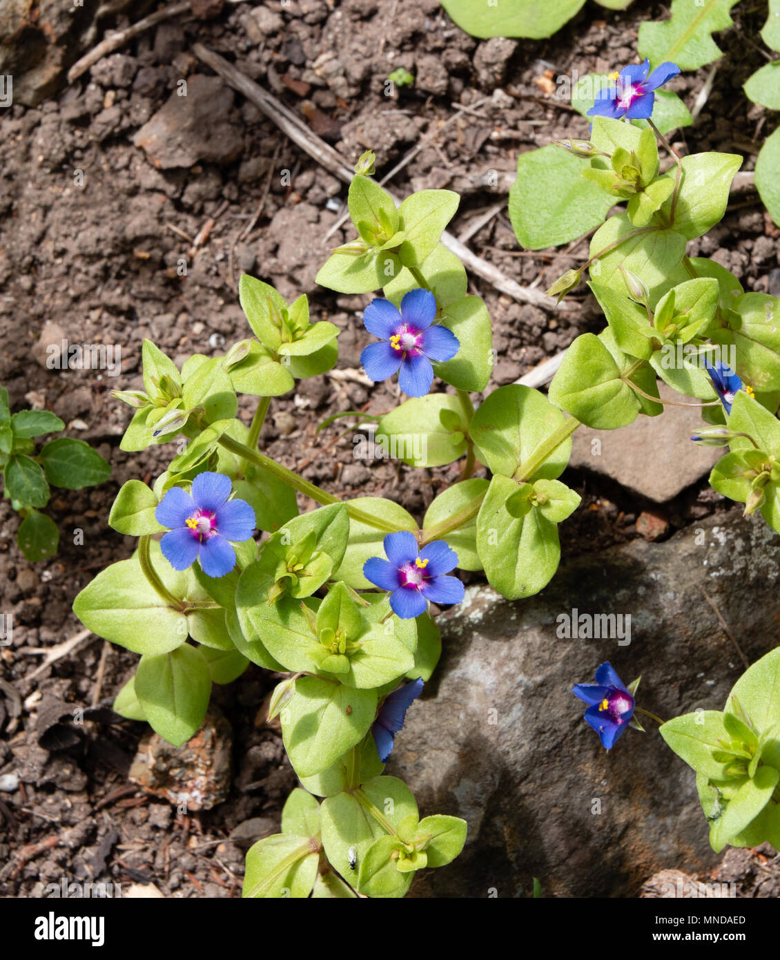 Blue Pimpernel Anagalis arvensis foemina growing on cultivated ground ...