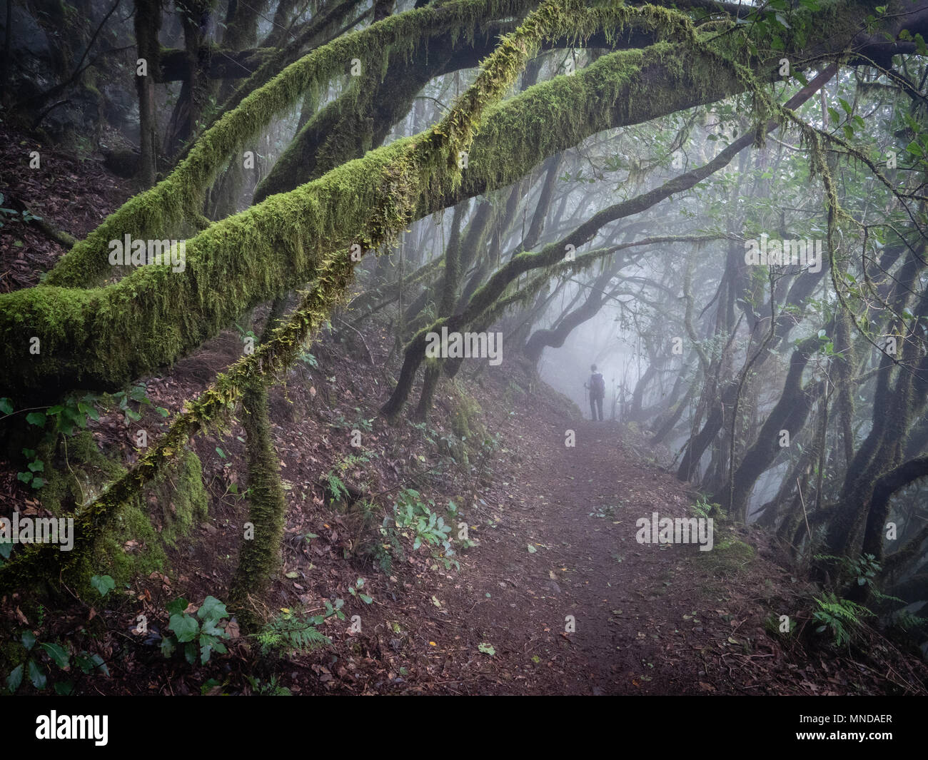 Heather Moss Wallpaper