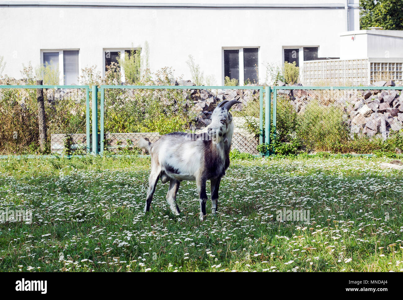 Young gray goat on summer flowering green meadow near house Stock Photo ...