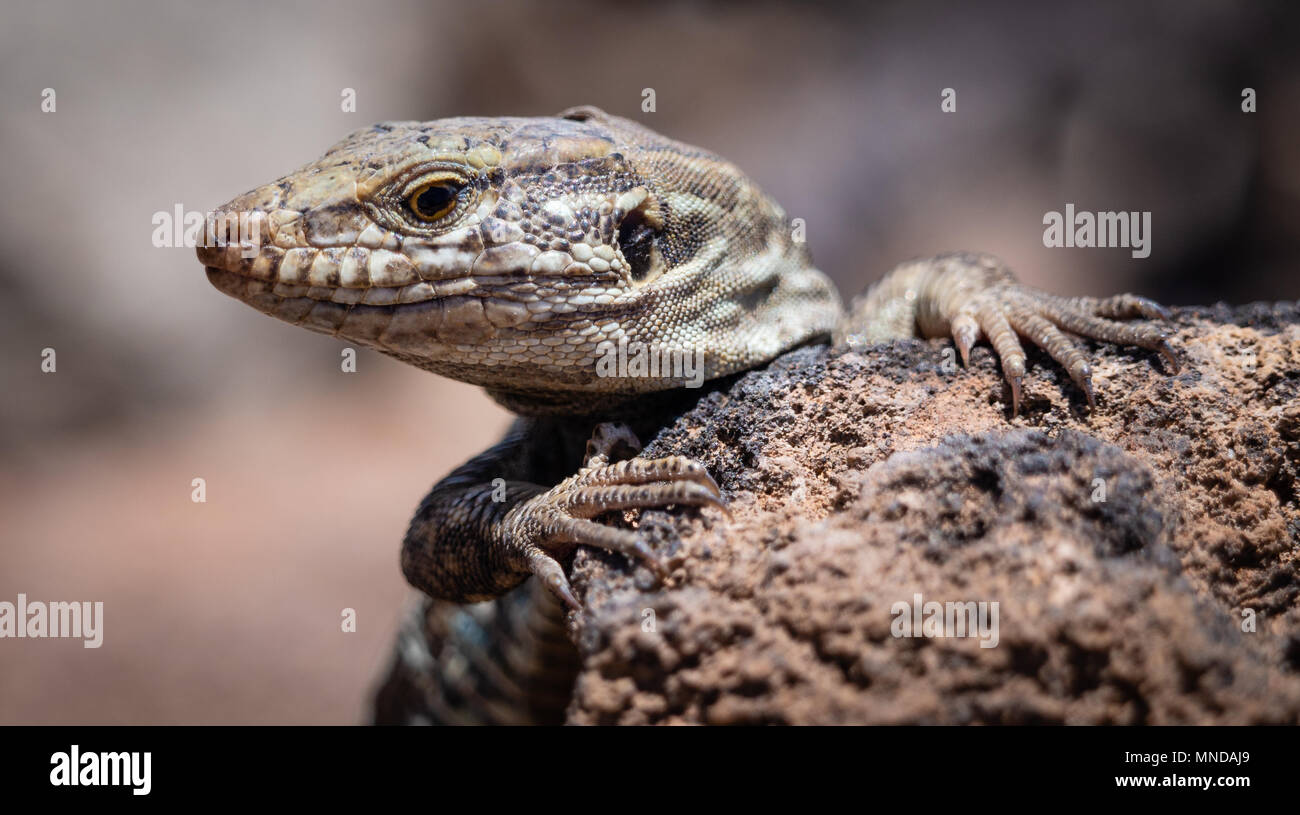 West Canarian Lizard Gallotia galloti peeking from behind a rock on ...
