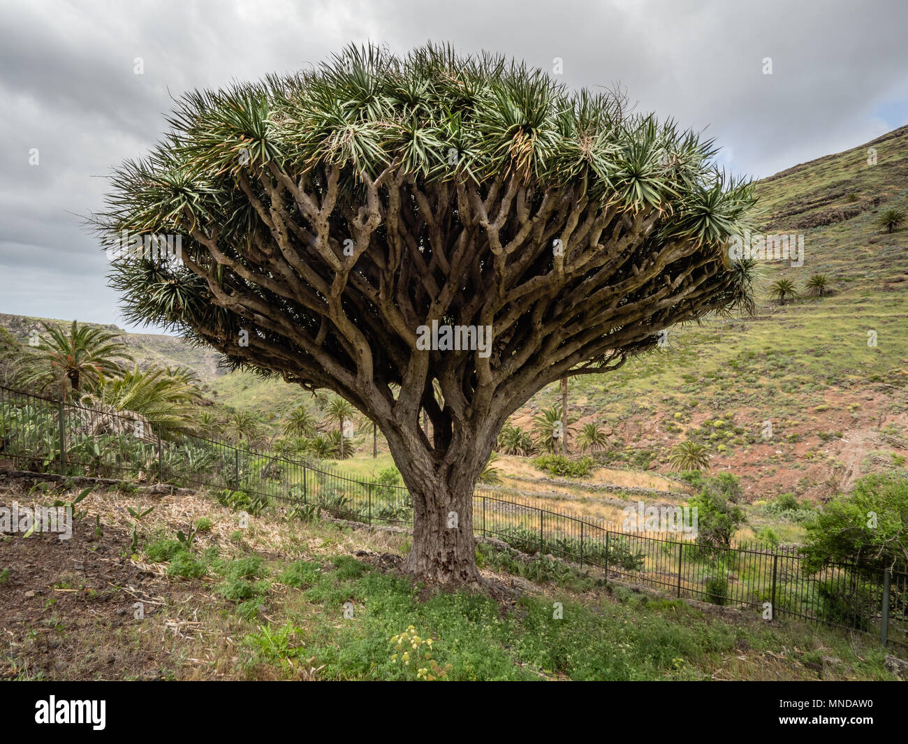 Ancient and revered Dragon Tree Dracena drago at Agalan on La Gomera in ...