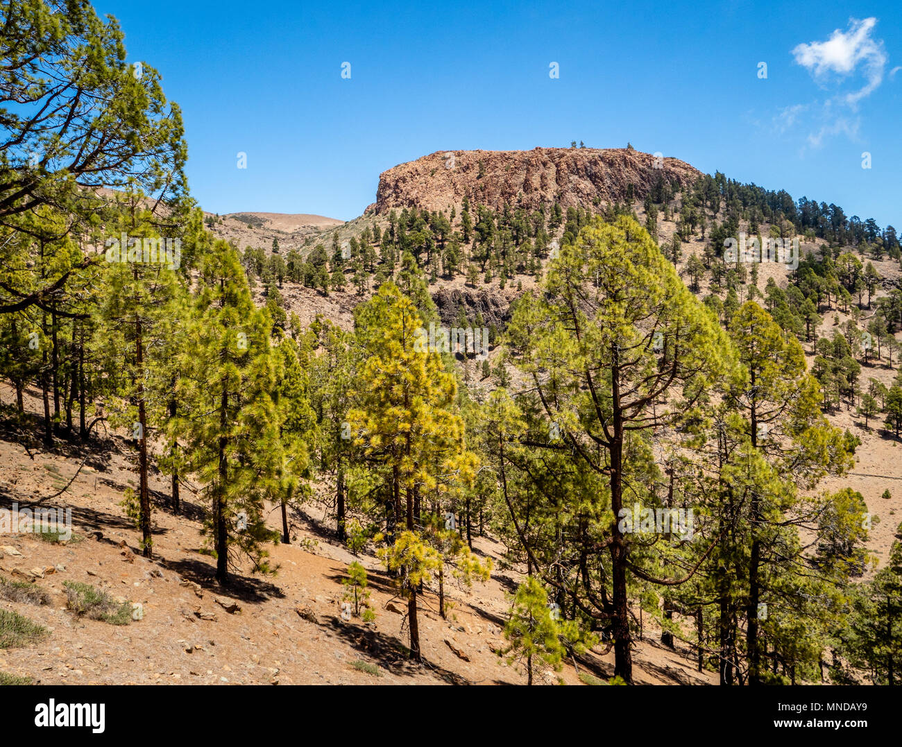Canary pine pinus canariensis hi-res stock photography and images - Alamy