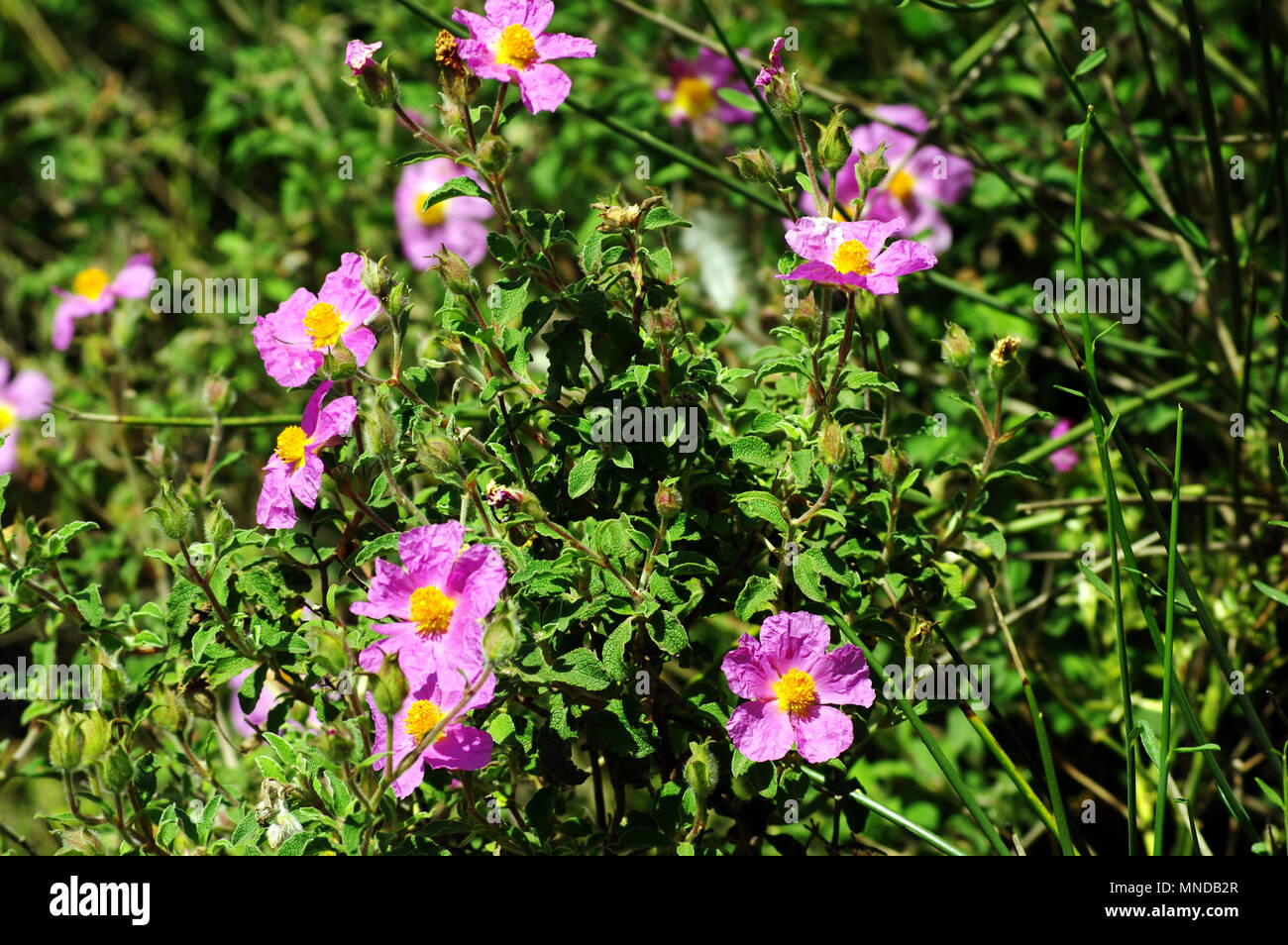 Cistus incanus hi-res stock photography and images - Alamy