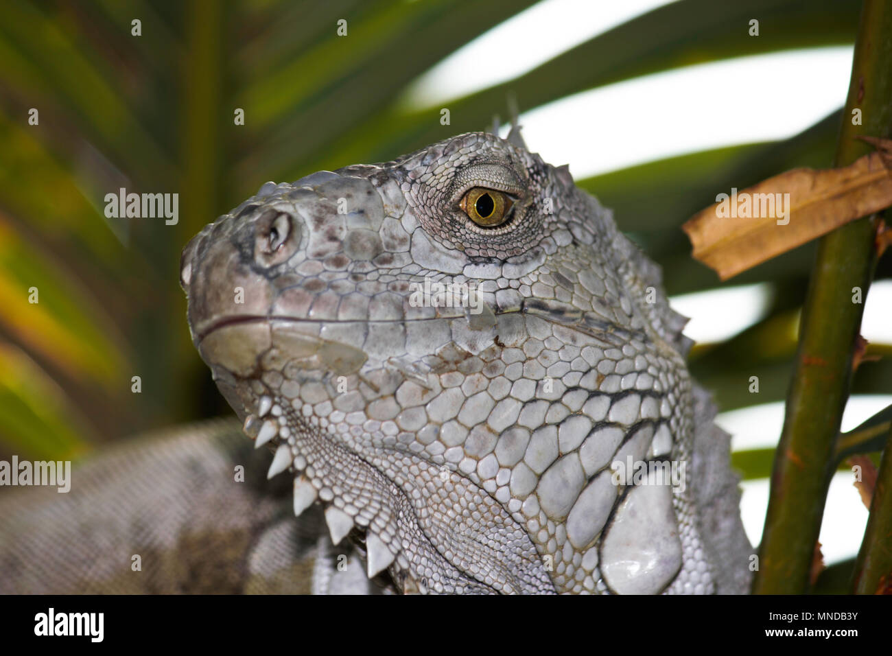 Iguana Tooth Stock Photos & Iguana Tooth Stock Images - Alamy