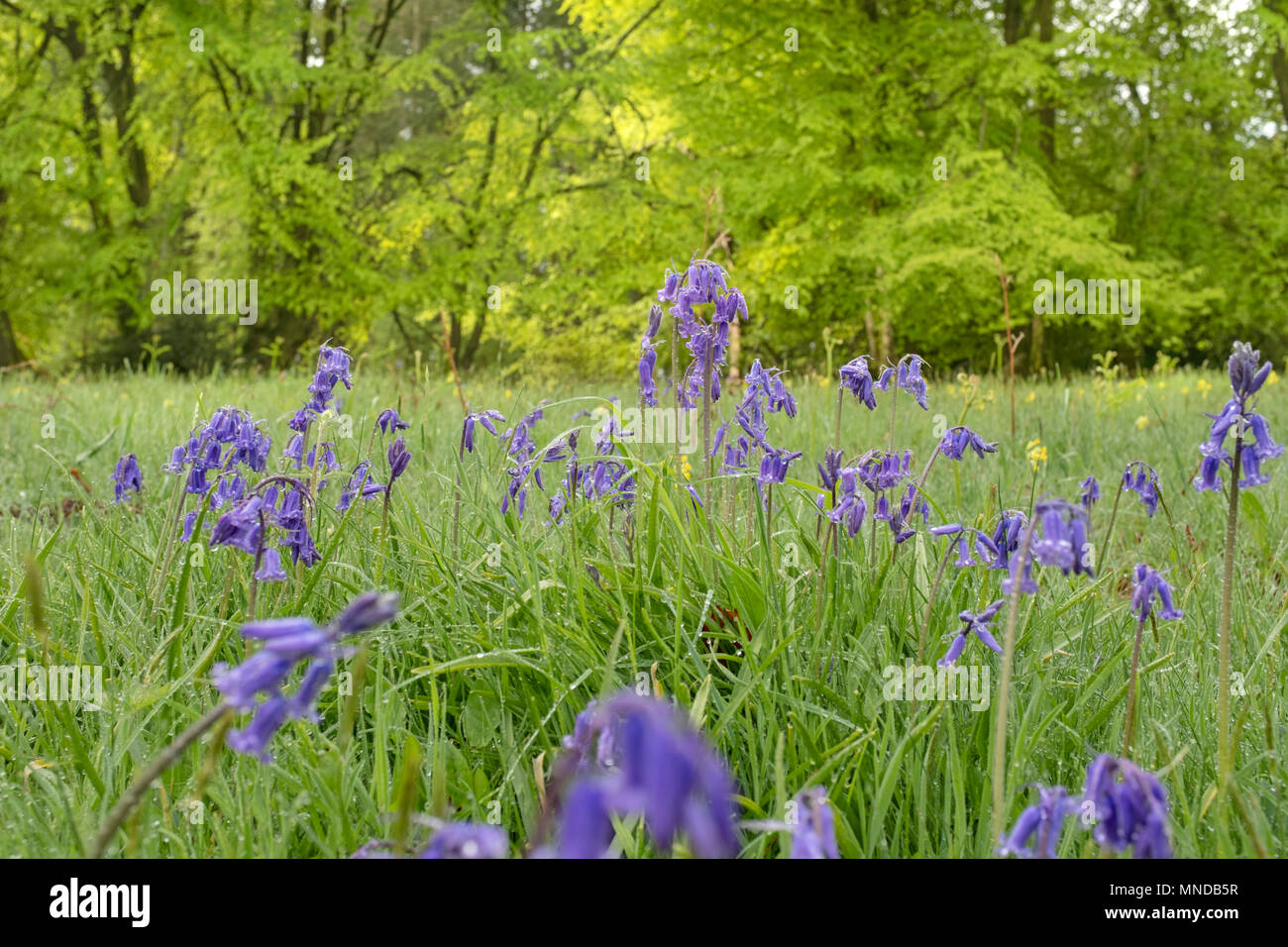 Bluebells growing wild in Monmouthshire, Wales Stock Photo - Alamy