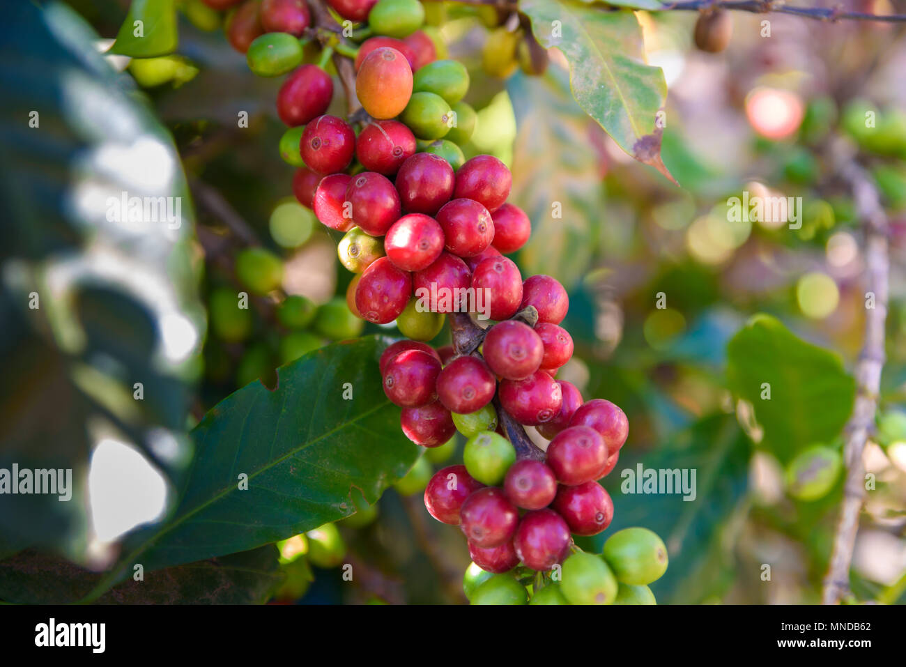 Coffee plantation brazil hi-res stock photography and images - Alamy