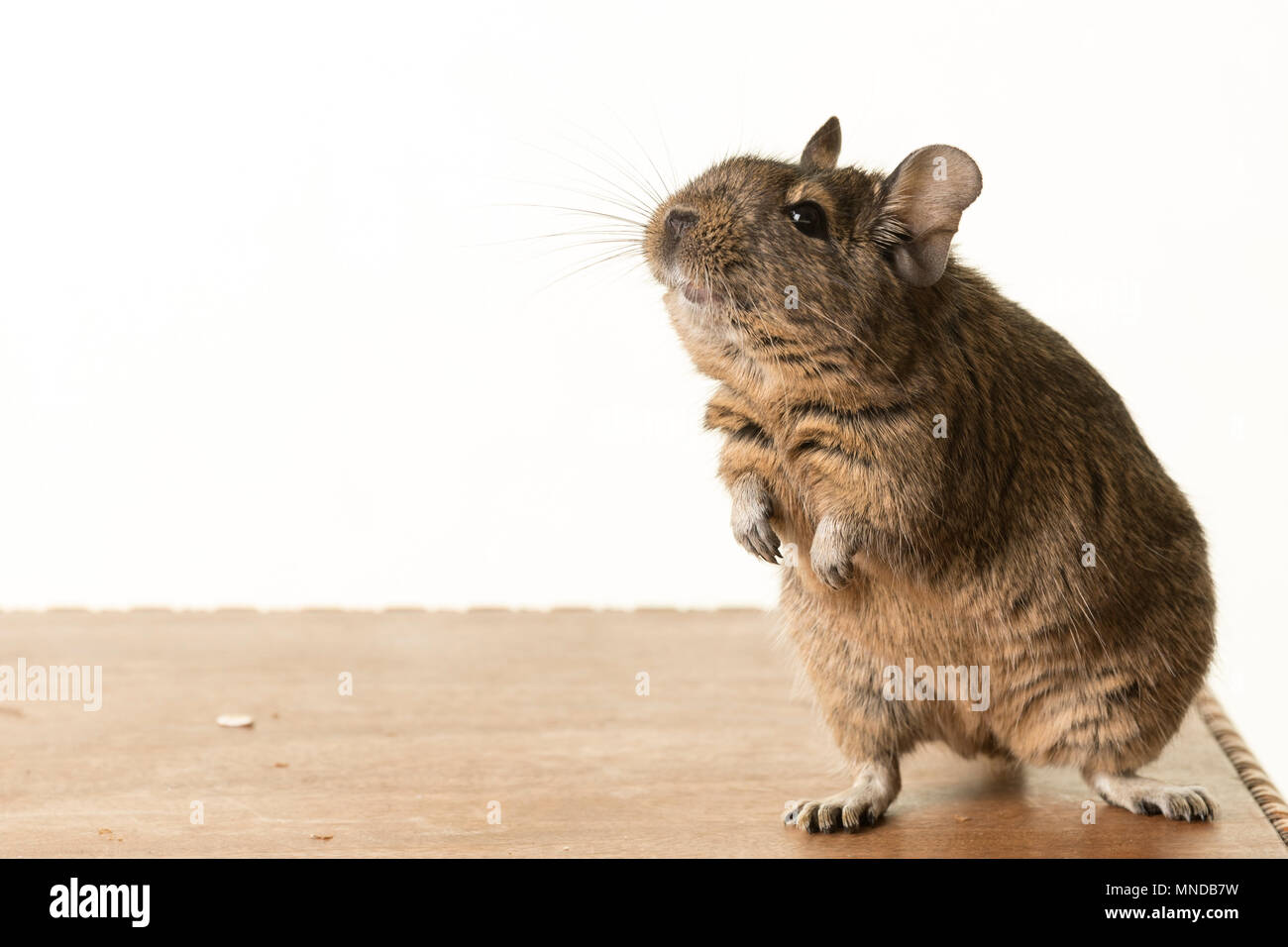 Cute young common degu Octodon degus sitting on table on white ...
