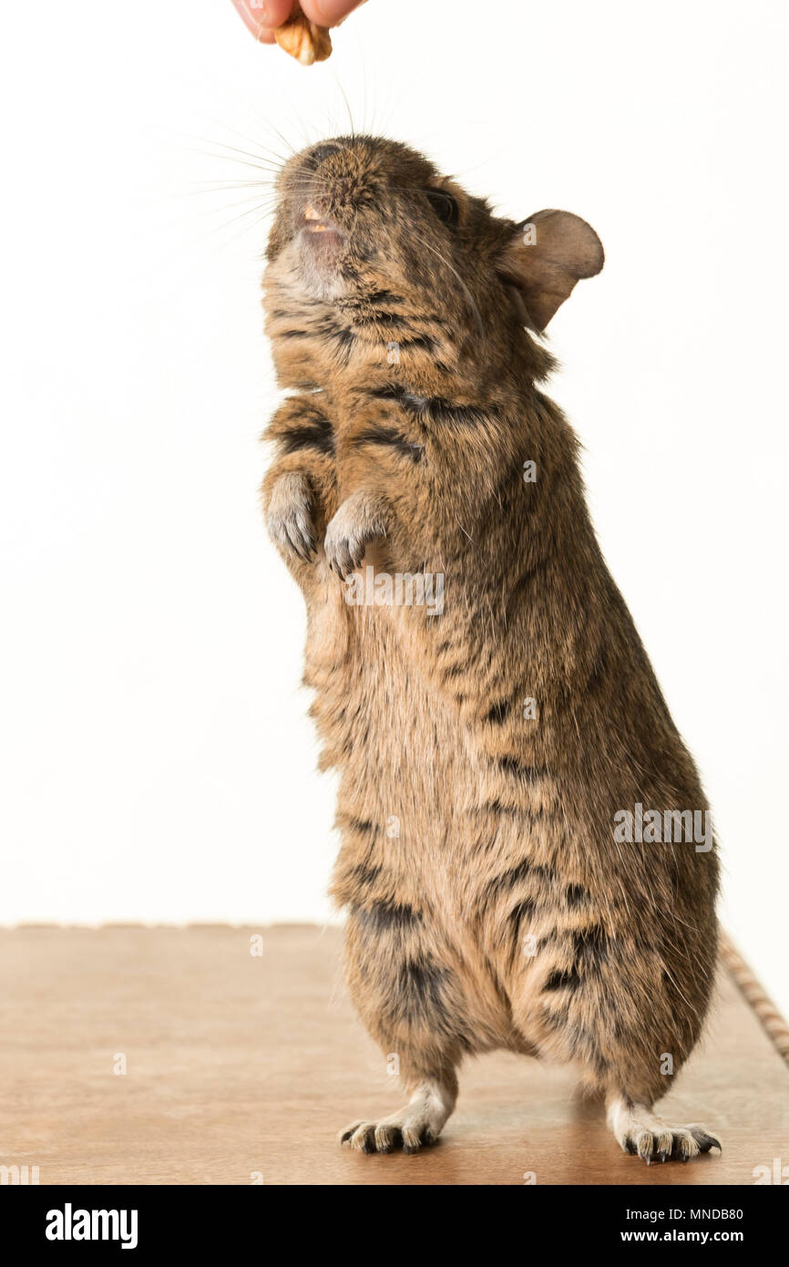 Cute young common degu Octodon degus sitting on table being fed walnut ...