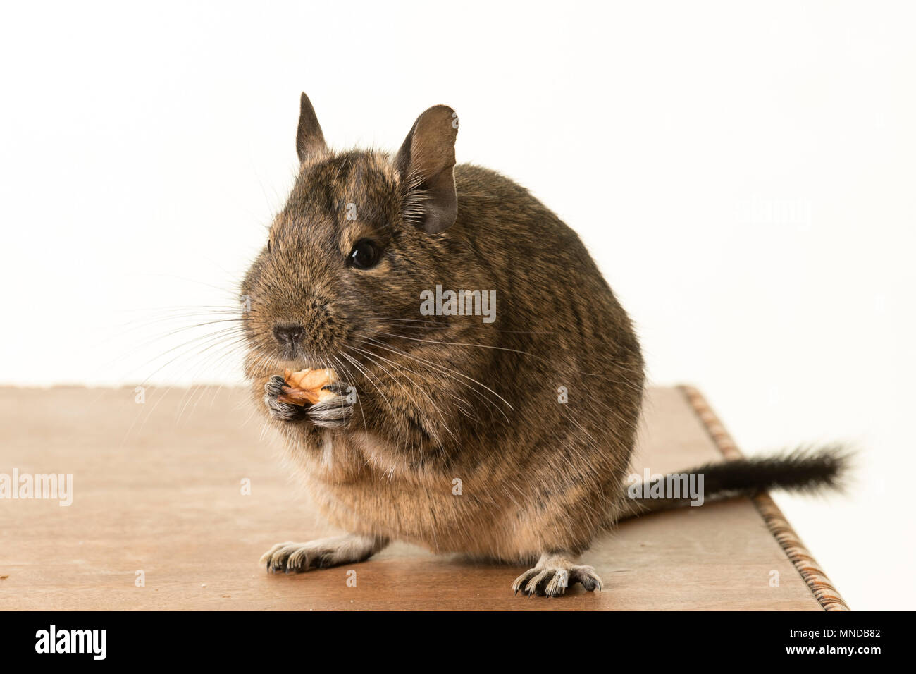 Cute young common degu Octodon degus sitting on table eating walnut on ...