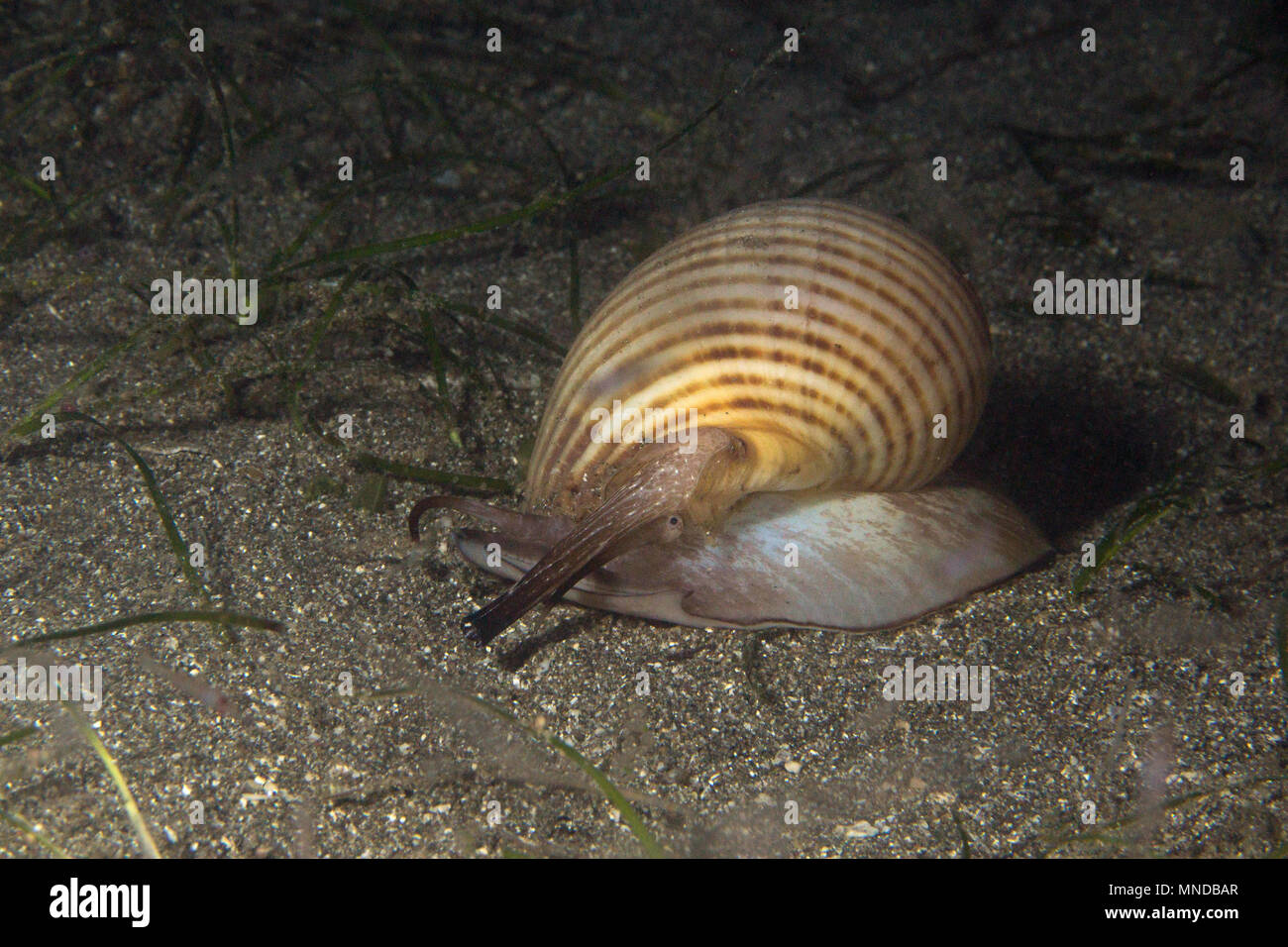 Sea snail. Picture was taken in Anilao, Philippines Stock Photo - Alamy