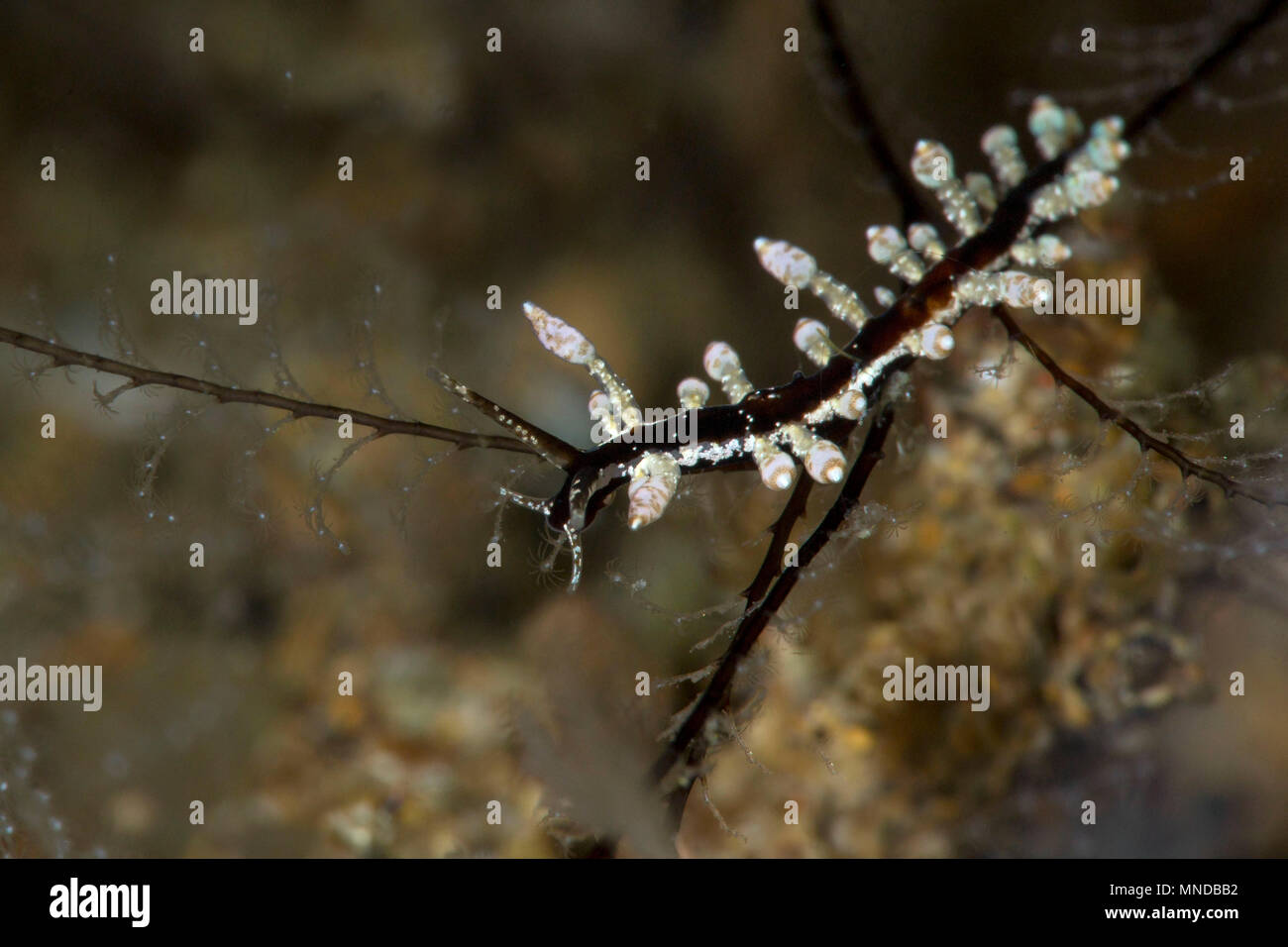 Eubranchus sp 25 hi-res stock photography and images - Alamy