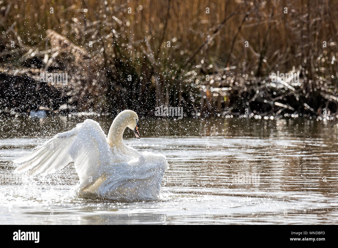 Spray of water droplets from beswick's swan flapping wings - backlit ...