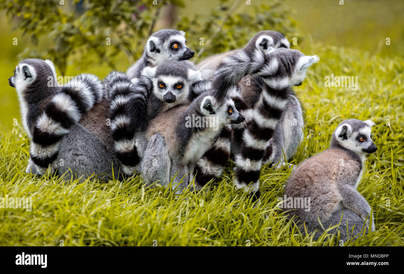 Lemurs group hi-res stock photography and images - Alamy