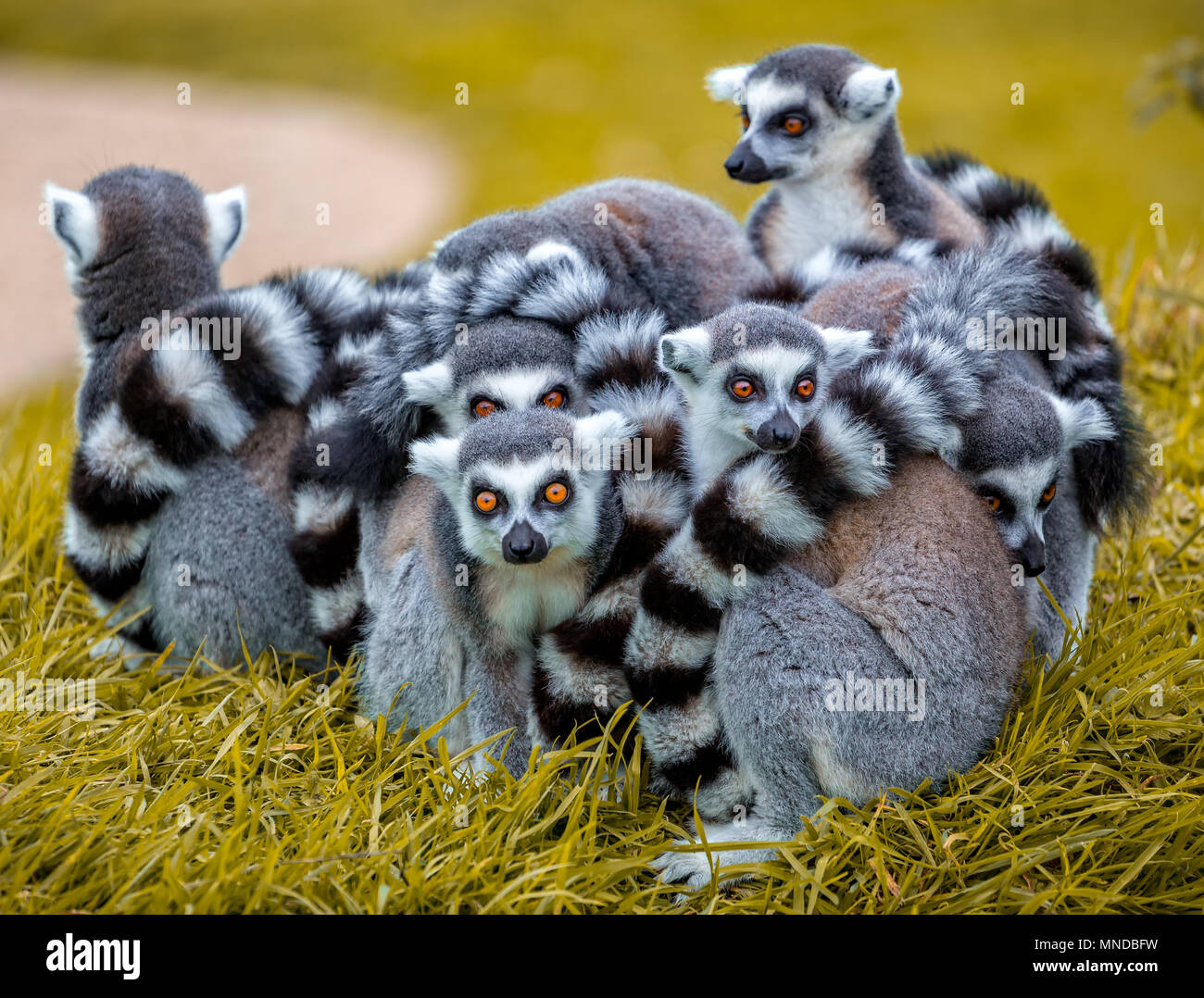Group ring hi-res stock photography and images - Alamy