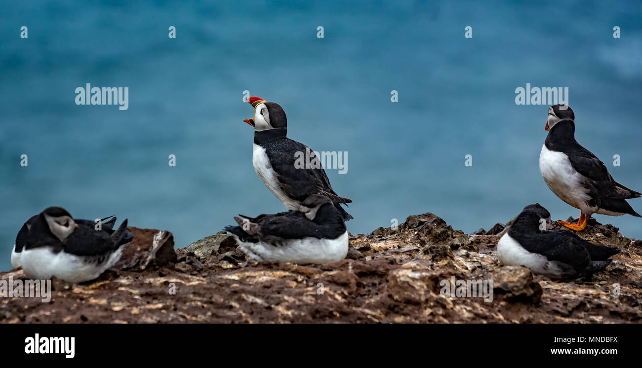 Close up of group of Puffins on cliff edge Stock Photo - Alamy