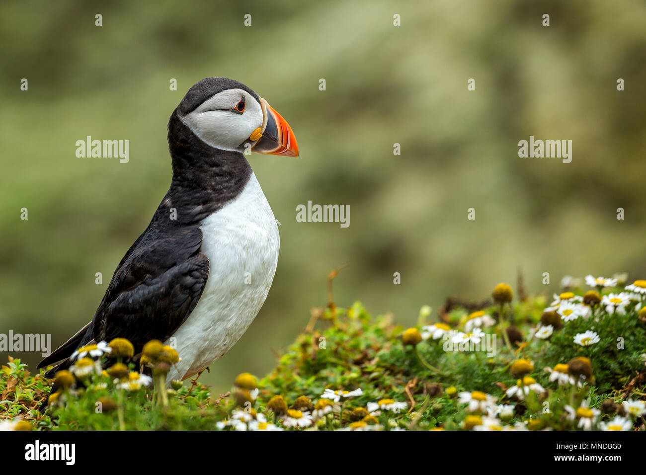 Close up puffin in hi-res stock photography and images - Alamy
