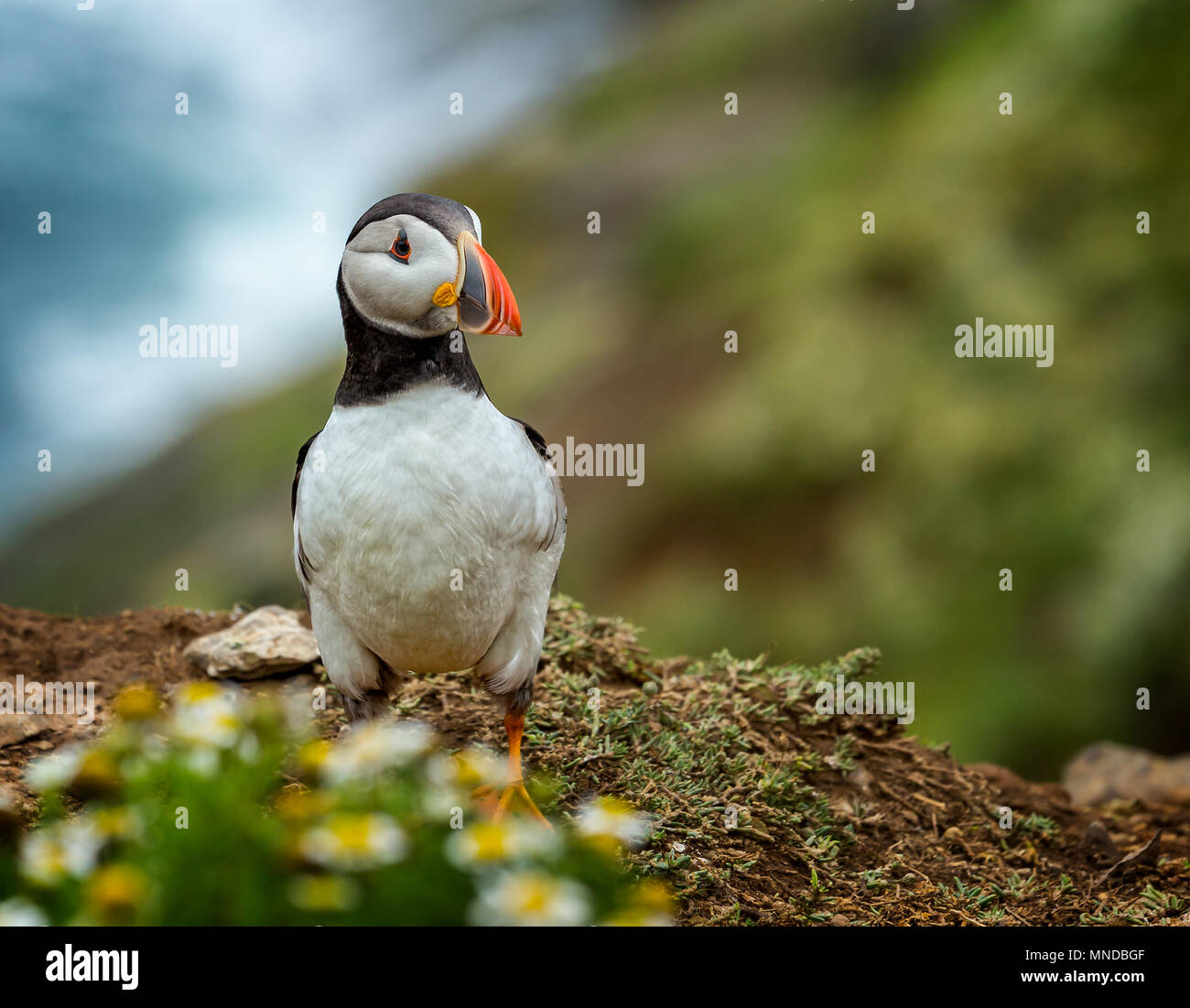 Puffin head shot close hi-res stock photography and images - Alamy