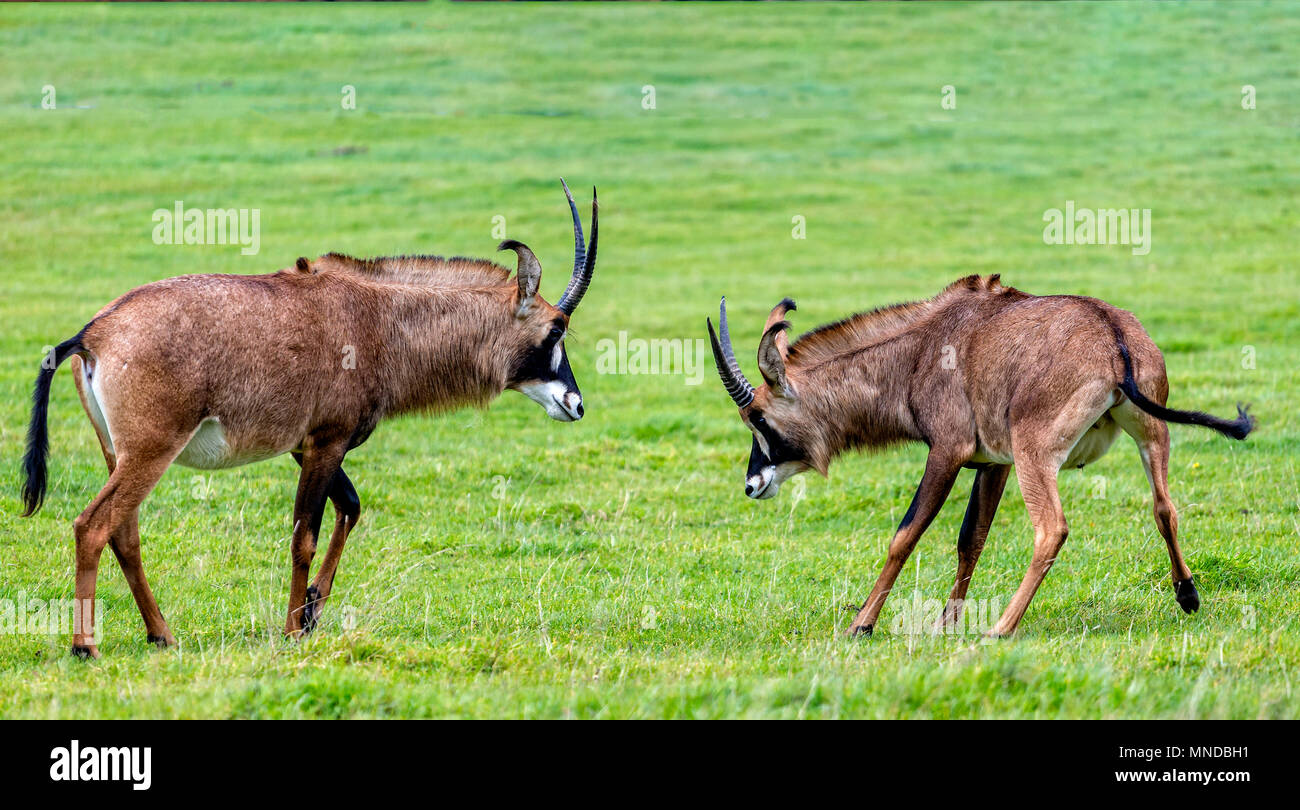 Locking horns hi-res stock photography and images - Alamy